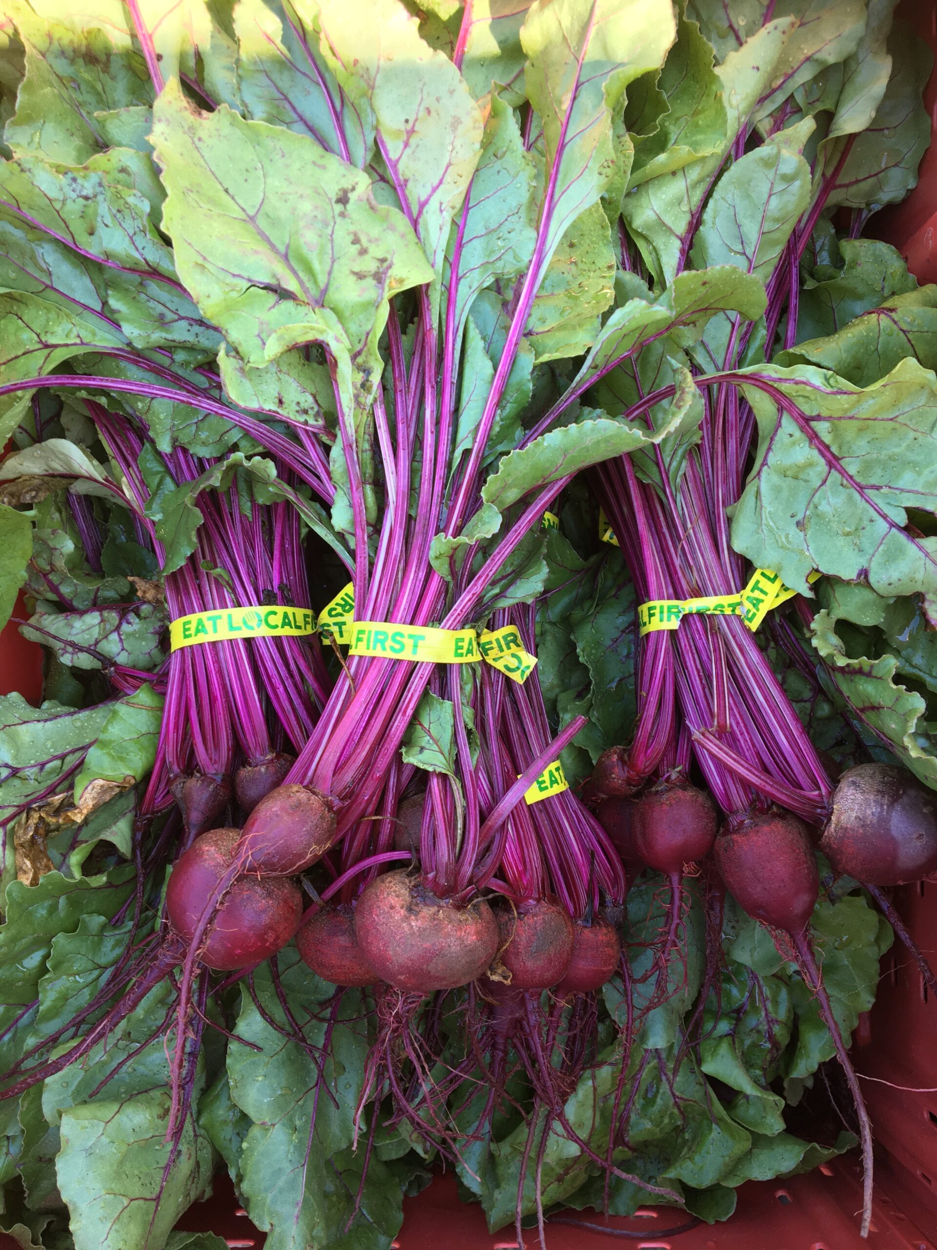 Gleaning Opportunities - Bellingham Food Bank
